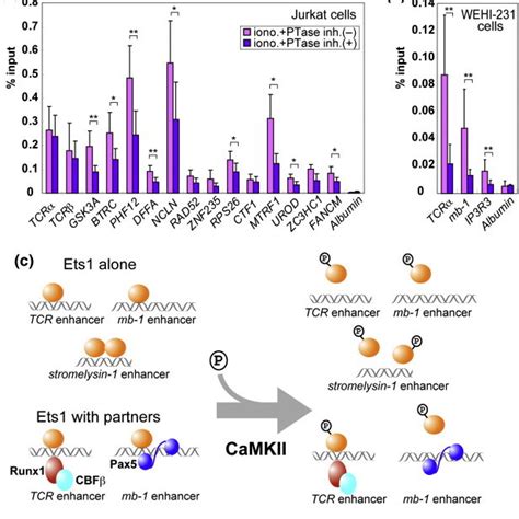 Interaction Network Among Ets1 Dna And Runx1 Within The Download