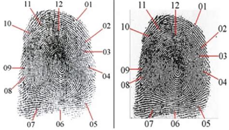 Fingerprint Comparison Services In Lucknow Id 23768908673