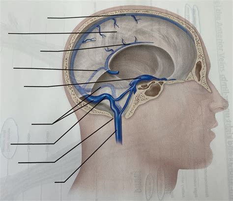Venous Sinuses Diagram Quizlet