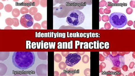 Monocytes Vs Lymphocytes