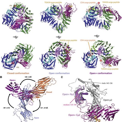 The Open Conformation Is Related To The Open Conformation By Movement Download Scientific