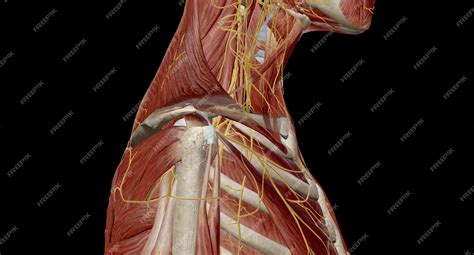 Premium Photo The Brachial Plexus Is The Network Of Nerves That Sends