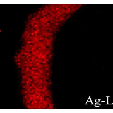 Scanning Transmission Electron Microscope Mapping Stem Image Of The