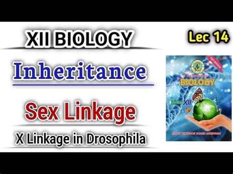 Sex Linkage Lec Sex Linked Inheritance In Drosophila Class Bio YouTube