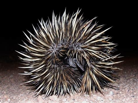 Tachyglossidaetachyglossus Aculeatus Short Nosed Echidna Flickr