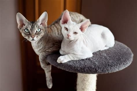 Devon Rex Cat Breed Size Appearance And Personality