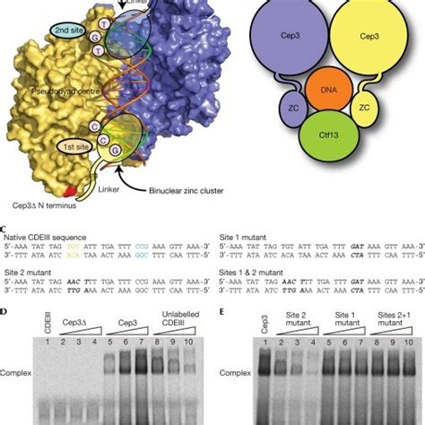 Structure Of The Budding Yeast Centromere And Organization Of The Cbf3