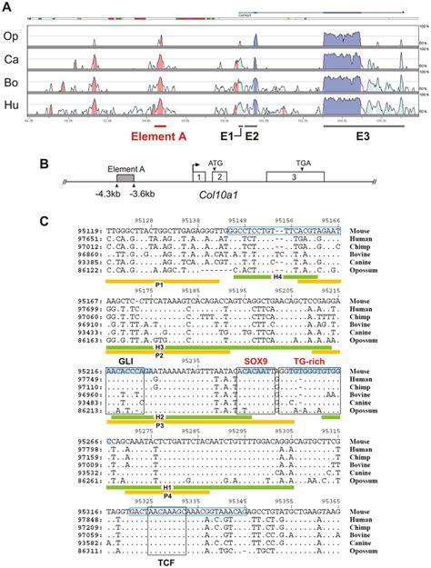 Conserved Non Coding Regions In Col10a1 A Global Alignment Of Download Scientific Diagram