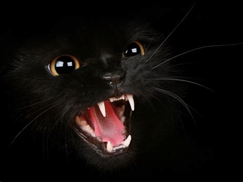 Черный котенок - обои для рабочего стола, картинки, фото