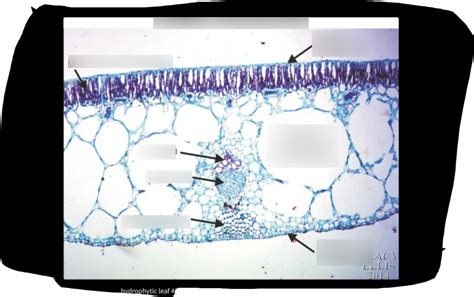 Bio Lab 1 1002 Hydrophyte Leaf Cs Diagram Diagram Quizlet