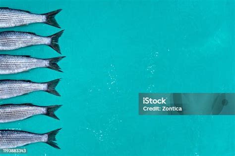 물고기 꼬리 맨 위 보기 청록색 배경에 해산물 식사 프리젠 테이션 컨셉 이미지 아쿠아 멘테컬러 가숭어에 대한 스톡 사진 및 기타 이미지 Istock