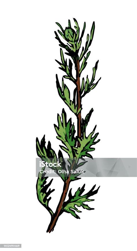 야생 식물 복고풍 잉크 잡초의 스케치 허브의 손으로 그린 벡터 일러스트레이션 흰색 배경에 고립 된 식물 클립 아트 0명에 대한 스톡 벡터 아트 및 기타 이미지 Istock