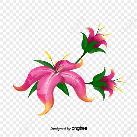 오렌지 백합 꽃 일러스트 Png 일러스트 무료 다운로드 Lovepik