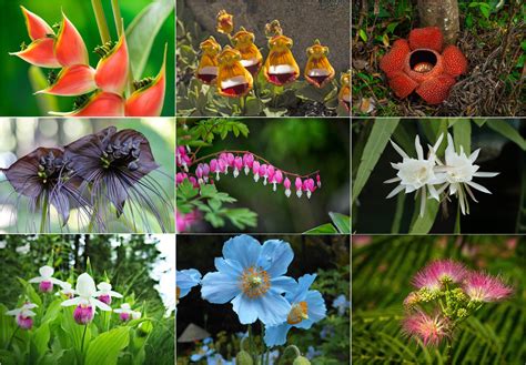 The Rarest Flower In The World
