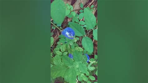 Nil Katarolu Flowers Ii නිල් කටරොළු මල් Youtube