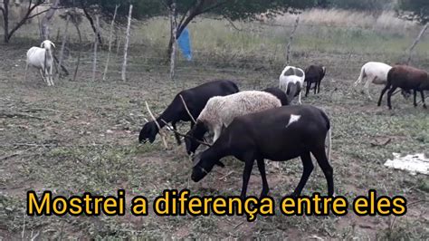 Diferença Entre Carneiro E Ovelha Retoedu
