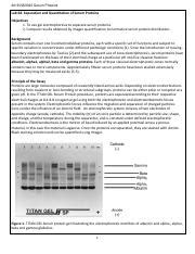 Lab 6d Serum Proteins Pdf 2018 NS3320 Serum Proteins Lab 6d Separation And Quantitation Of