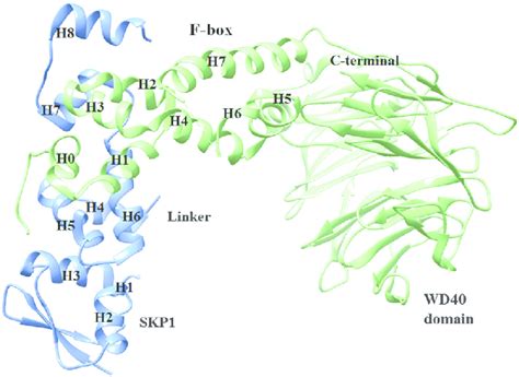 Structure Of The Skp1 Btrcp1 Complex Btrcp1 Is Colored Light Green And Download High