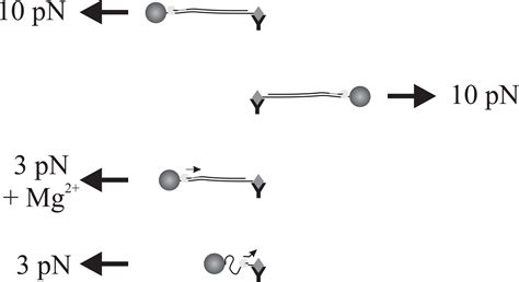 Lambda Exonuclease Digestion Of Cgg Trinucleotide Repeats Abstract Europe Pmc