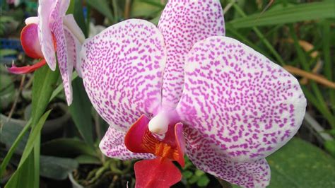 Желтеют листья орхидеи Как спасти орхидею фаленопсис - YouTube