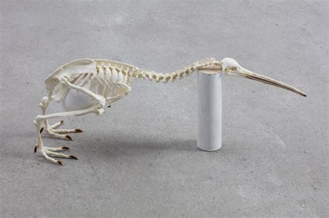 Kiwi Bird Skeleton