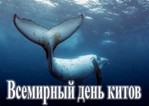 Всемирный день китов
