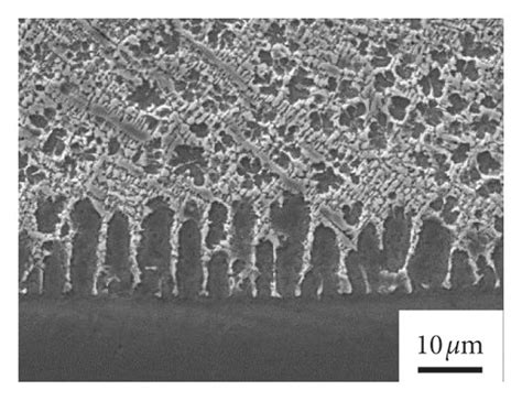 The Sem Photographs Of The Laser Cladding Coatings For Different Ceo2 Download Scientific