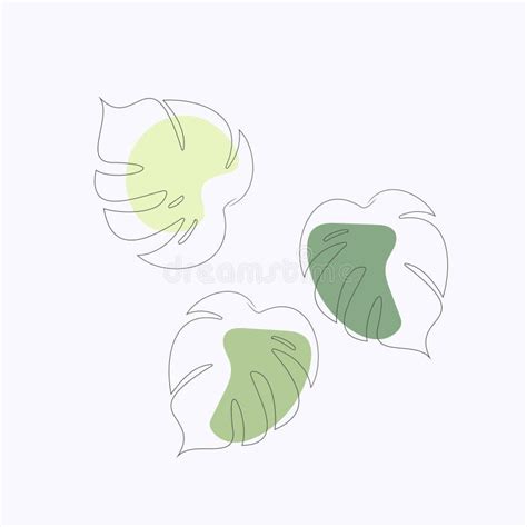 Monstera Deliciosa Tropical Leaves Vector Drawing Stock Illustration