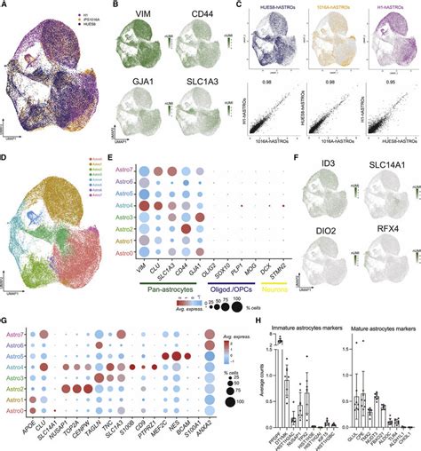 Transcriptomic Analysis Of Hastros A Umap Projection Of Three Hastro