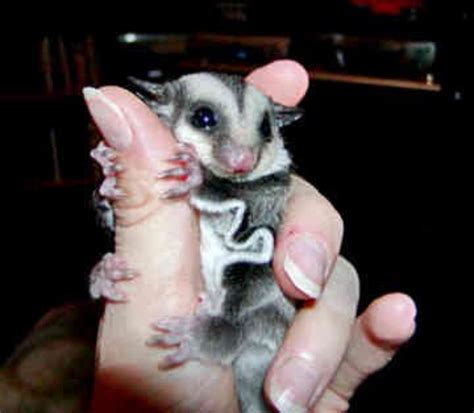 Buttercream Sugar Glider