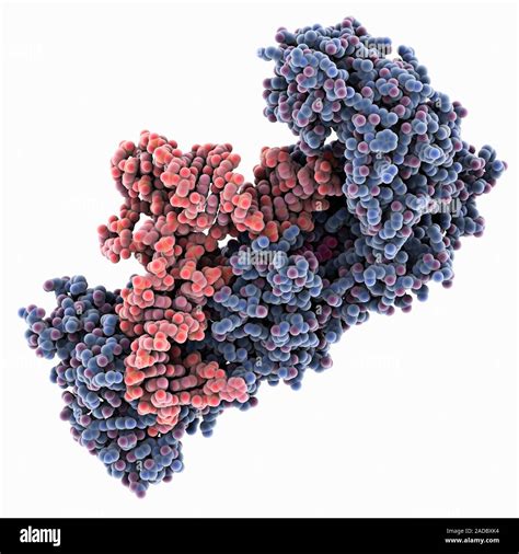 Isoleucyl Transfer Rna Trna Synthetase Complex Computer Model Showing The Structure Of
