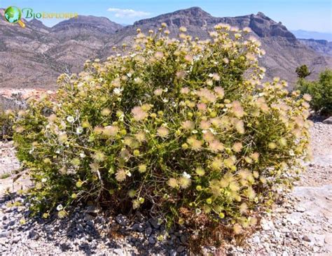 Apache Plume Fallugia Paradoxa Desert Flower Mexico Flower