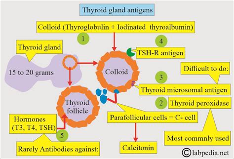 Anti Thyroglobulin Antibody Thyroid Autoantibody