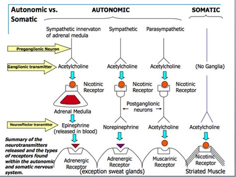 Autonomic Receptors Flashcards Quizlet