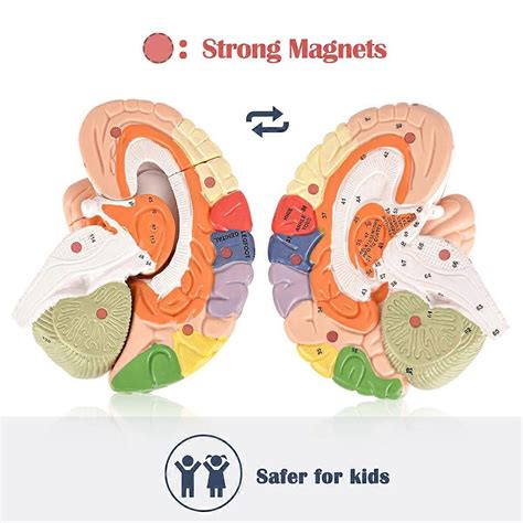 Human Brain Model For Neuroscience Brain Anatomy Model Fruugo Au