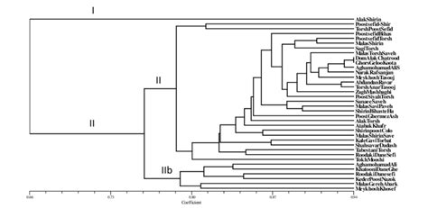 upgma dendrogram of pomegranate cultivars based rapd issr and ssr