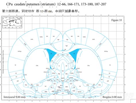 黑质位置 位置 肾位置 第3页 大山谷图库