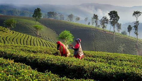 Assam Black Tea History Flavour And Famous Estates Rosevear Tea