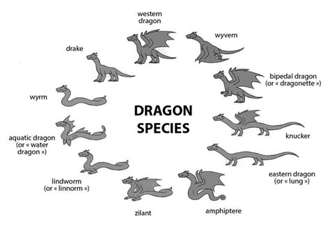Dragon Species Tutoriel De Dessin Dessin De Dragon Dessin De Créatures