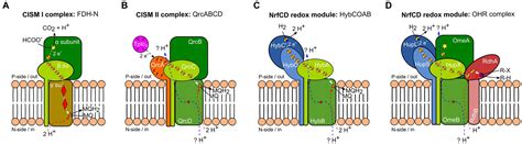 Frontiers Dehalococcoides Mccartyi Strain Cbdb1 Takes Up Protons From The Cytoplasm To