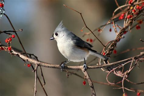 Tufted Titmouse Bird Wildlife Free Photo On Pixabay Pixabay