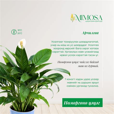 Mimosa цэцэгсийн дэлгүүр Added Mimosa цэцэгсийн дэлгүүр