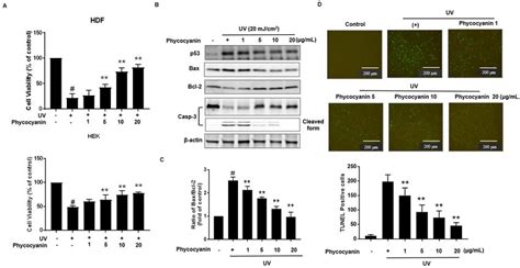 Cytoprotective Effect Pc Against Uvb Induced Apoptosis A Hdf And Hek Download Scientific