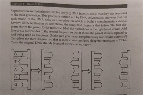 Solved Reproduction And Inheritance Involve Copying Dna