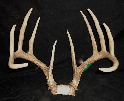 Super Brow Tines 5x5 Whitetail Deer Antlers Taxidermy Horns Rack Cabin Nice Etsy