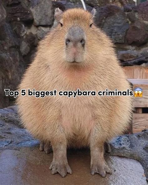 Pin On Cute Capybara Photo