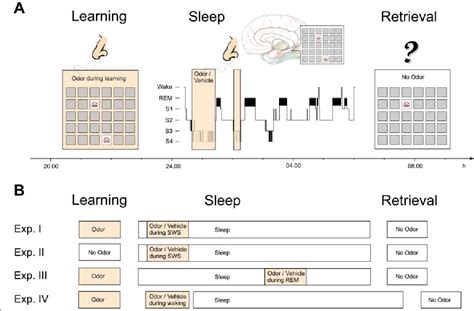 Figure 1 From Declarative Memory Consolidation Odor Cues During Slow Wave Sleep Prompt