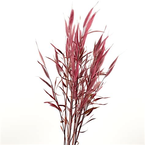 Premium Ai Image Shenandoah Switchgrass Sage Green Single Leaf