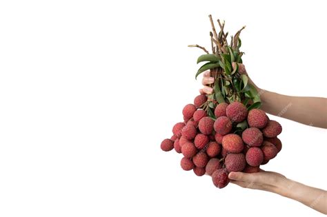 Premium Photo Hand Holding A Bunch Of Lychees On White Isolate Background