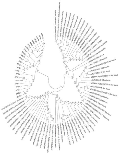 Phylogenetic Tree Circular Of Cytochrome B Region Of Axis Porcinus Download Scientific Diagram